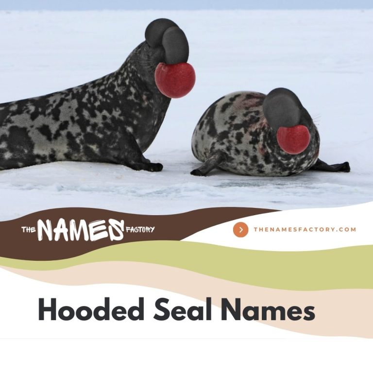 200+ Cute & Funny Seal Names Ideas with Meanings