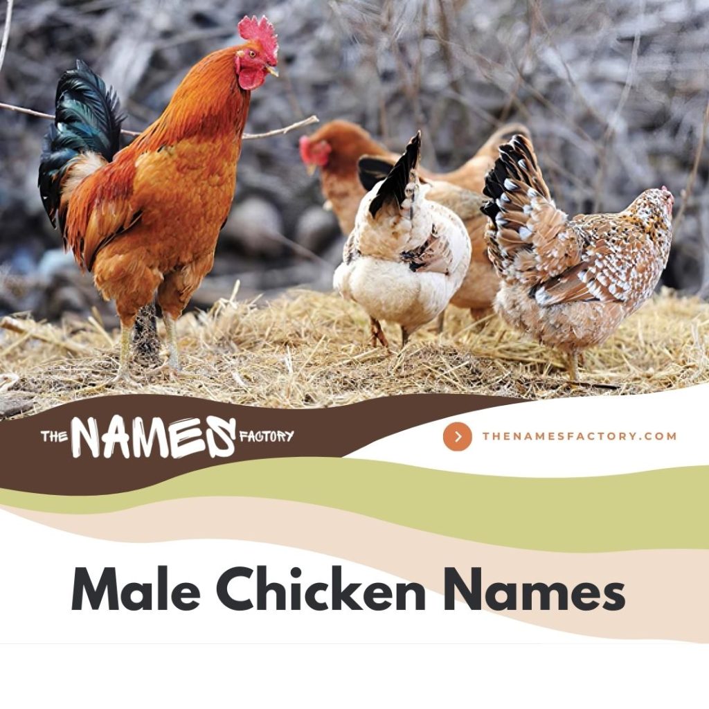 410+ Creative Chicken Names for Your Feathered Friends