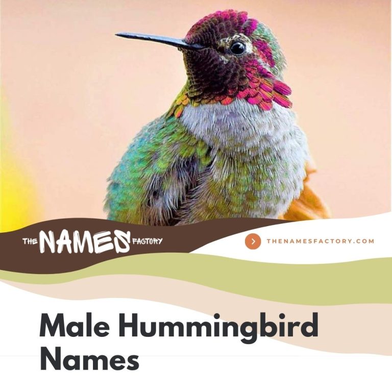 290+ Hummingbird Names Ideas [Creative, Funny & More]