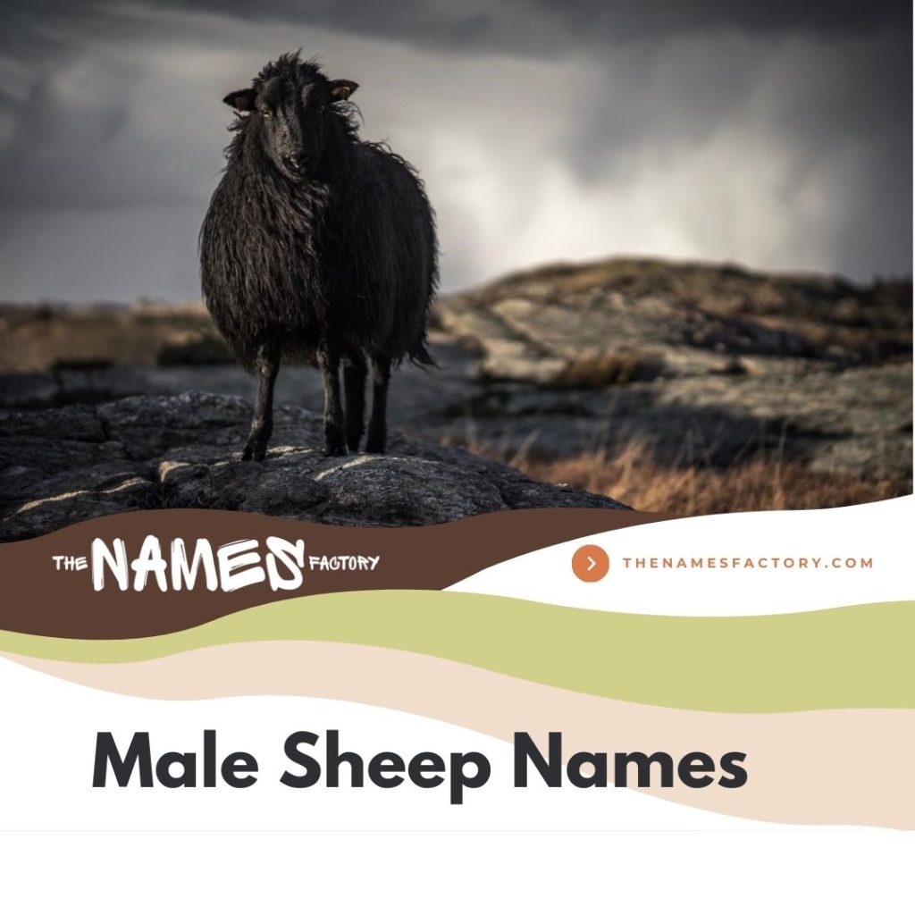 160+ Unique Fun Sheep Names Ideas You Won't Believe!