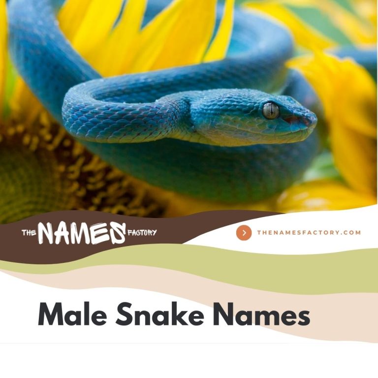 240+ Best Snake Names Ideas with Meanings