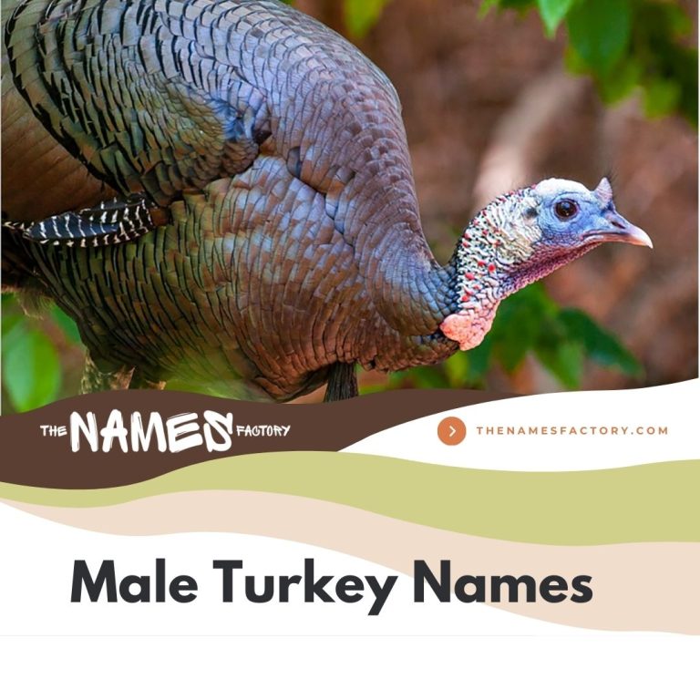 300+ Best Turkey Names for Your Feathered Pet