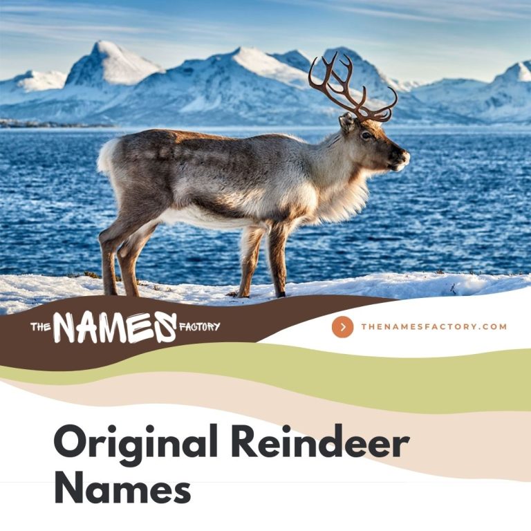 230+ Fun Reindeer Names - Perfect for the Holidays!