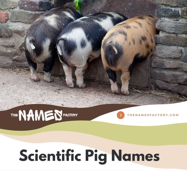 225+ Pig Names To Get Inspired for Your Porcine Pal!