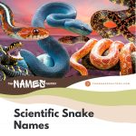 240+ Best Snake Names Ideas with Meanings
