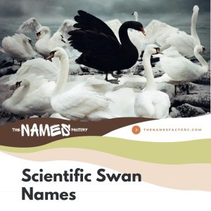 +300 Most Beautiful Swan Names for Your Birds