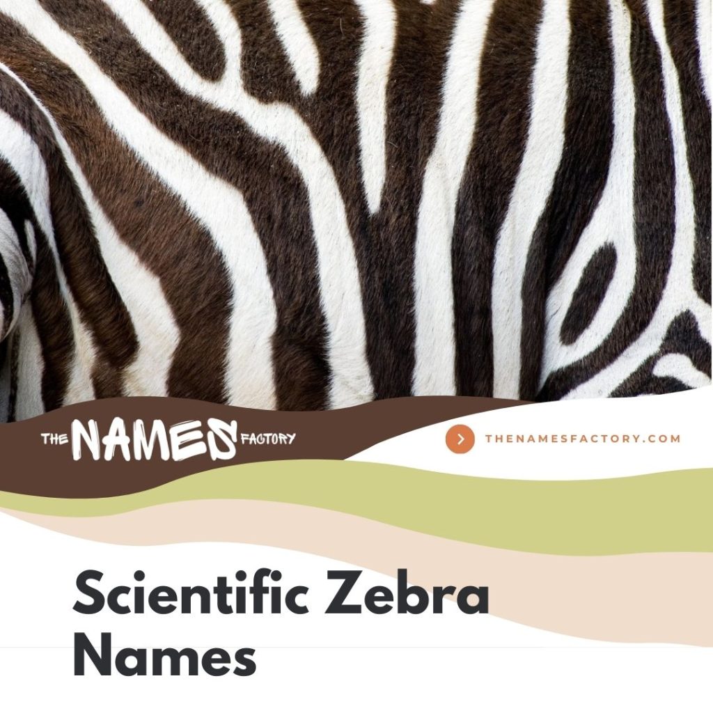 290+ Quirky Zebra Names Ideas for Your Striped Friends