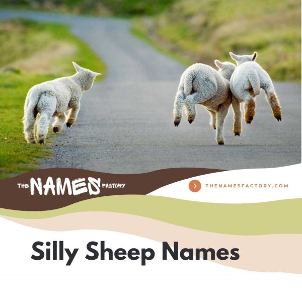 160+ Unique Fun Sheep Names Ideas You Won't Believe!