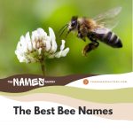 150+ Creative Bee Names for Your Little Friends
