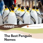 310+ Most Popular Penguin Names Ideas