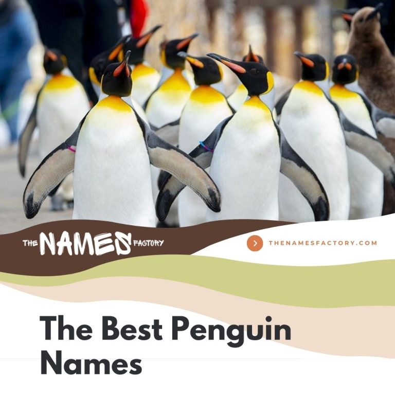 310+ Most Popular Penguin Names Ideas