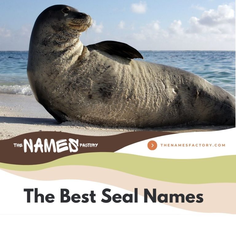 200+ Cute & Funny Seal Names Ideas with Meanings