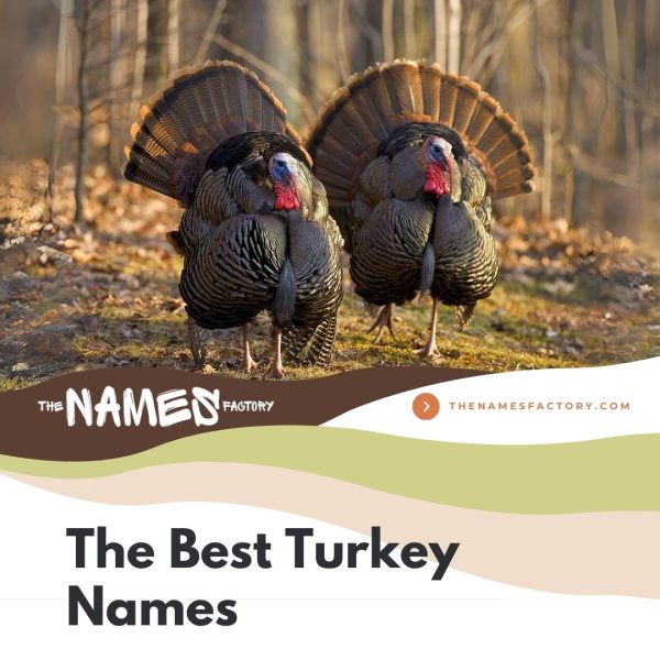 300+ Best Turkey Names for Your Feathered Pet
