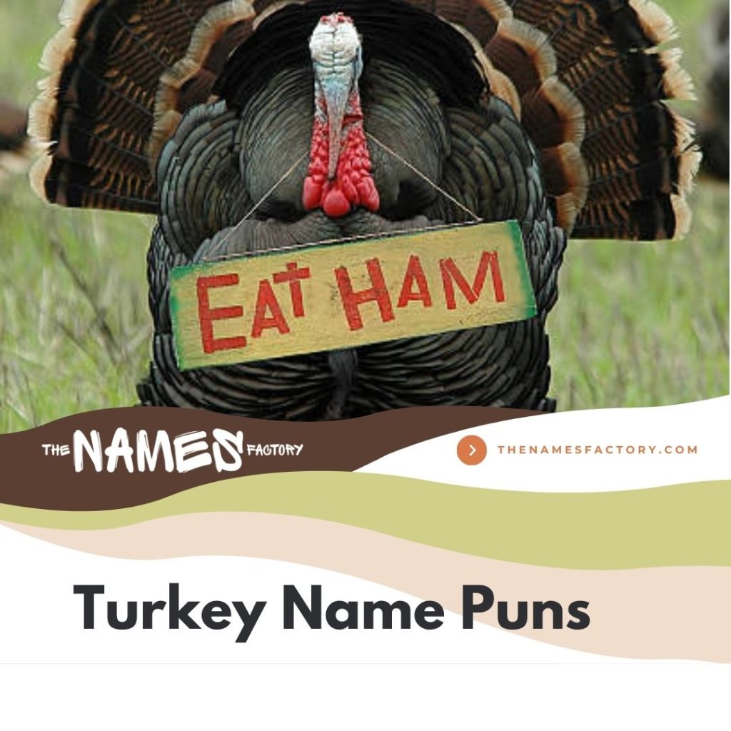 300+ Best Turkey Names for Your Feathered Pet