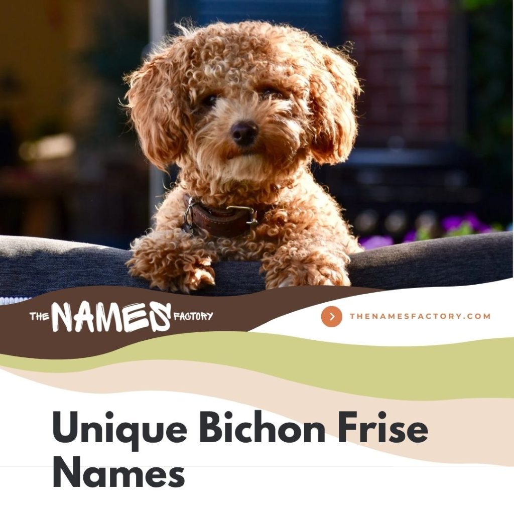 225+ Perfect Bichon Frise Names [Cute, Funny & More!]
