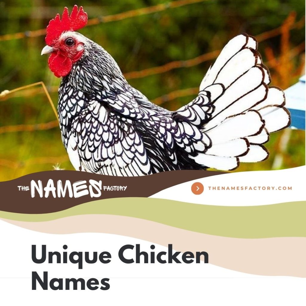 410+ Creative Chicken Names for Your Feathered Friends