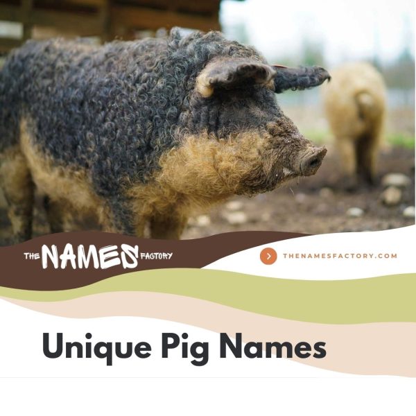 225+ Pig Names To Get Inspired for Your Porcine Pal!