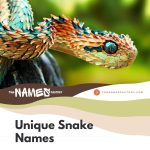 240+ Best Snake Names Ideas with Meanings