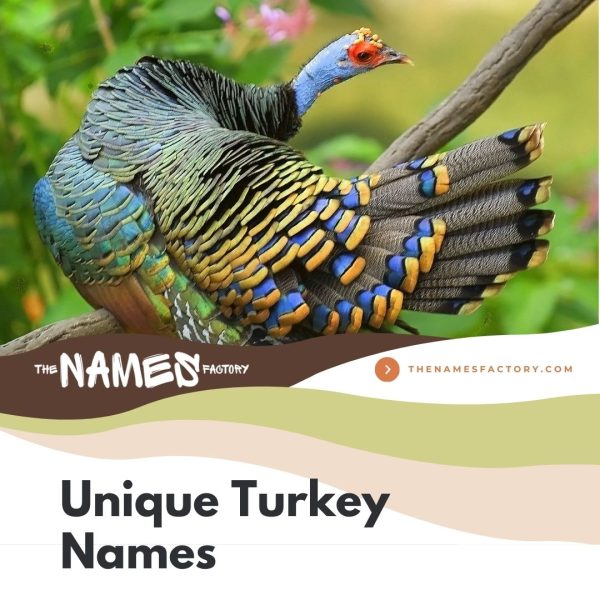 300+ Best Turkey Names for Your Feathered Pet