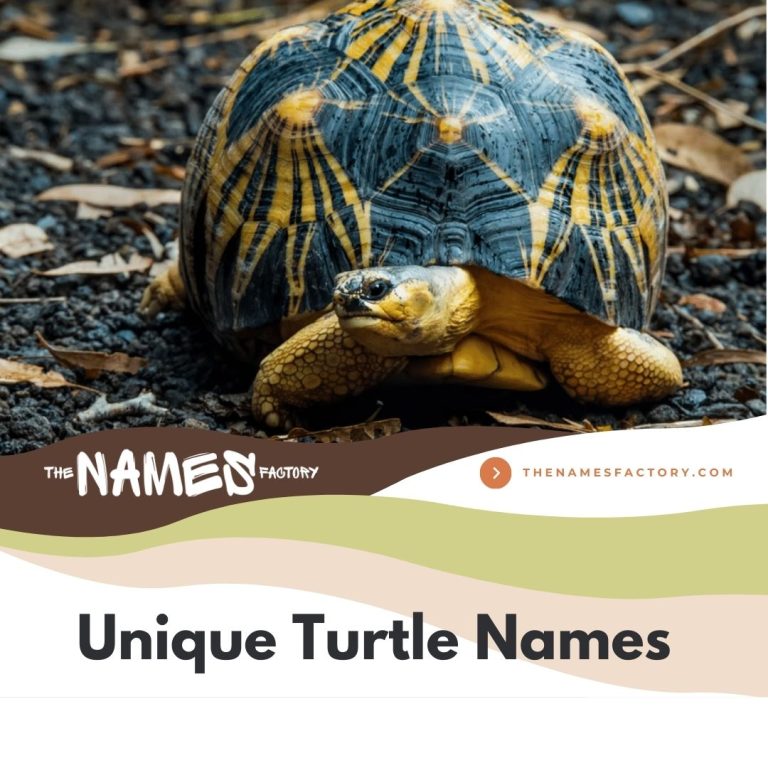 440+ Best Turtle Names Ideas [Cute, Funny & More]