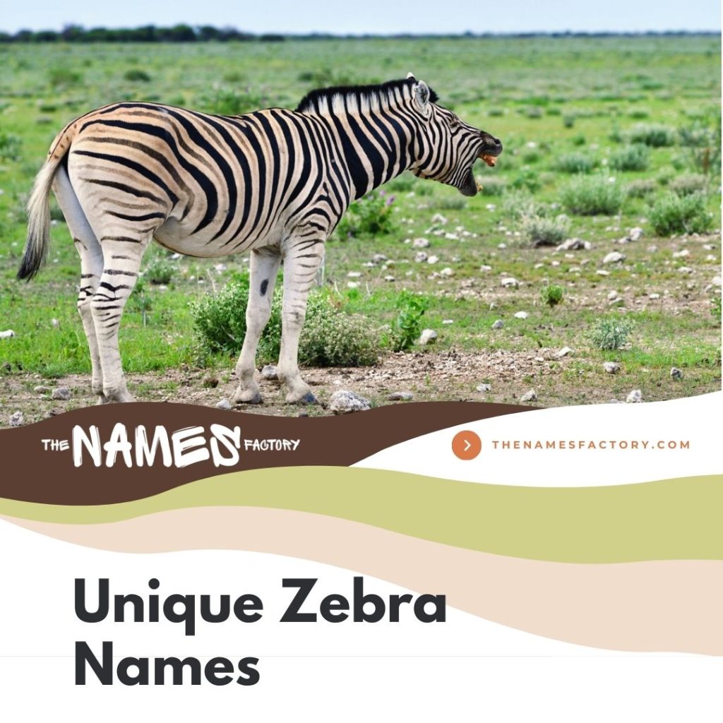 290+ Quirky Zebra Names Ideas for Your Striped Friends
