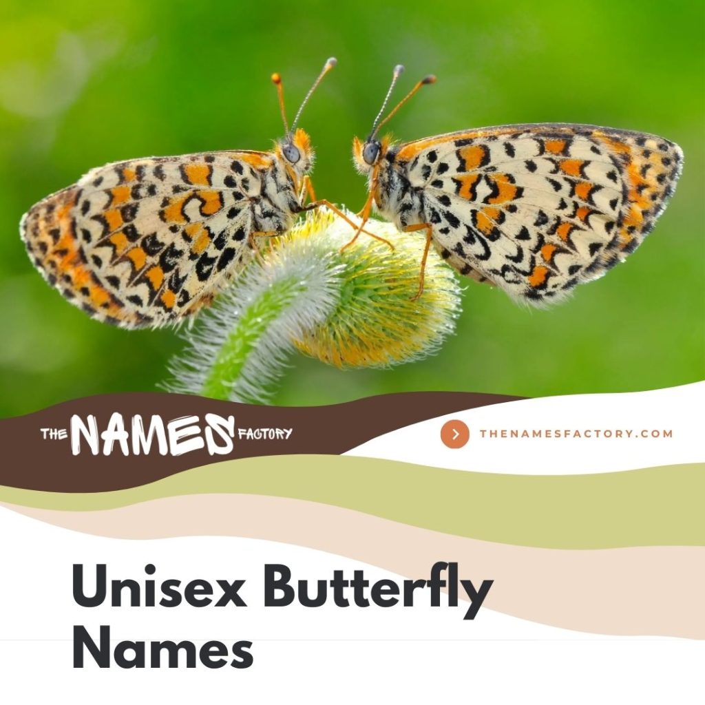 150+ Unique Butterfly Names to Discover