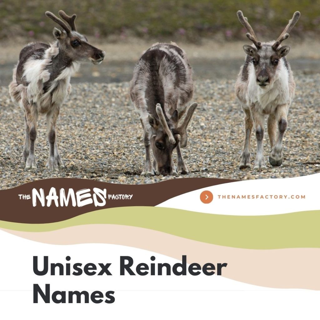 230+ Fun Reindeer Names - Perfect for the Holidays!