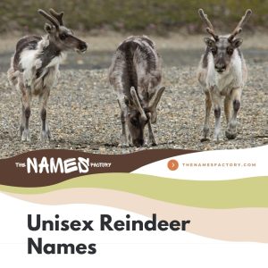 230+ Fun Reindeer Names - Perfect for the Holidays!