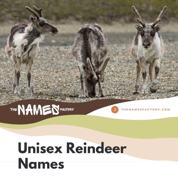 230+ Fun Reindeer Names - Perfect for the Holidays!