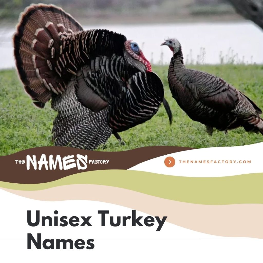 300+ Best Turkey Names for Your Feathered Pet