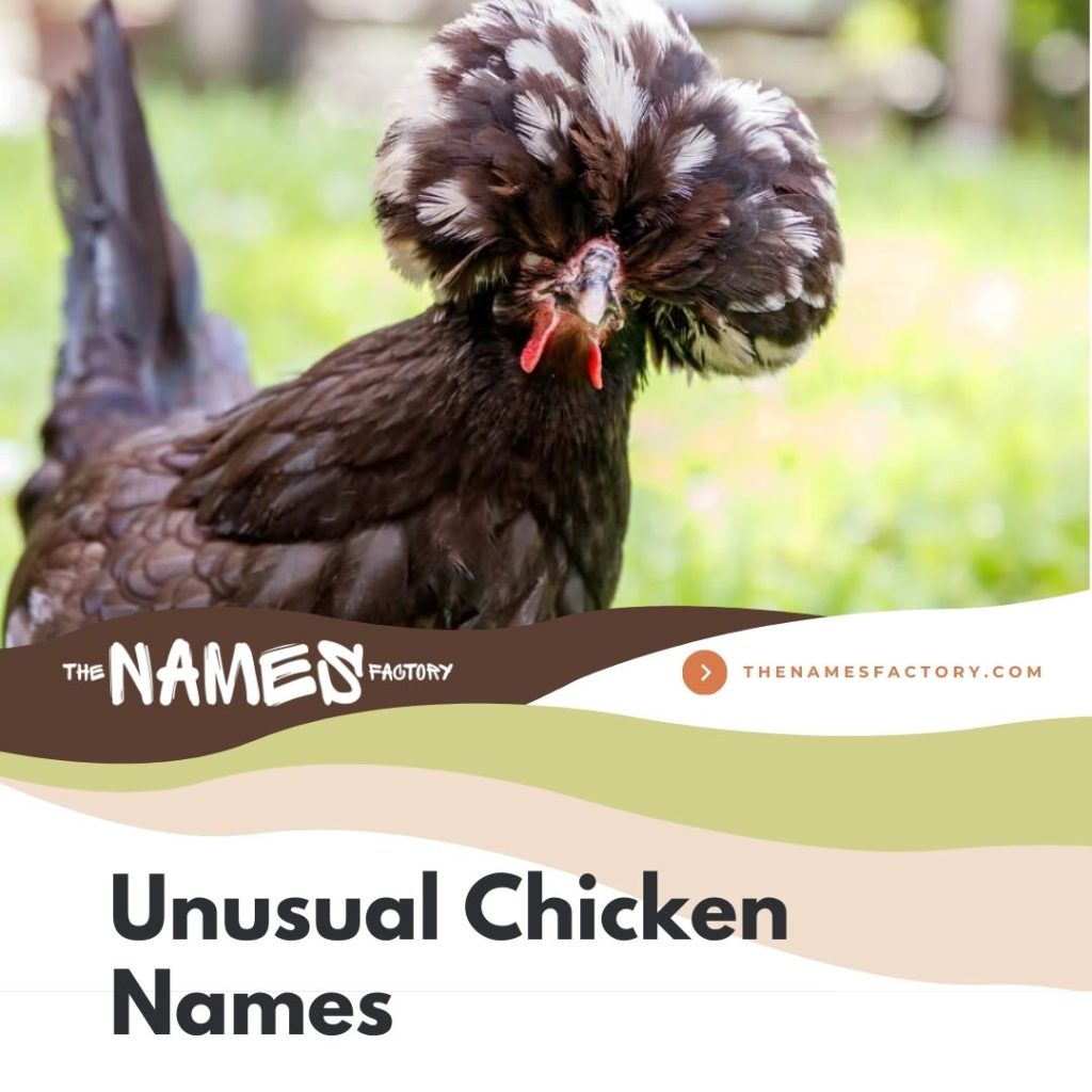 410+ Creative Chicken Names for Your Feathered Friends