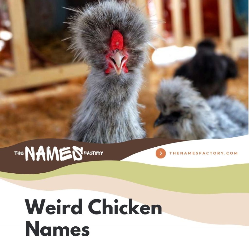 410+ Creative Chicken Names for Your Feathered Friends