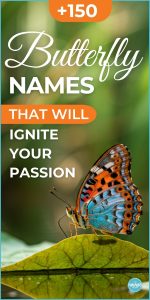 150+ Unique Butterfly Names to Discover