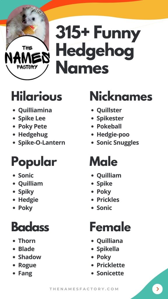 315+ Funny Hedgehog Names for Prickly Puns