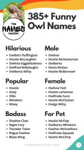 385+ Funny Owl Names for Wise Cracks