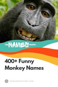 400+ Funny Monkey Names for Primate Puns