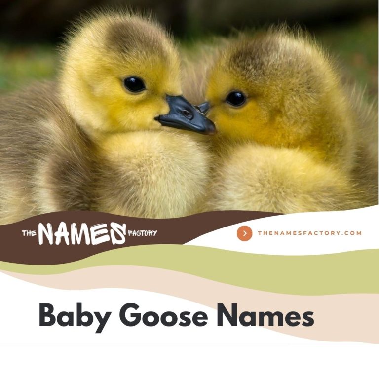 300+ Creative Goose Names Ideas for Your Furry Pet