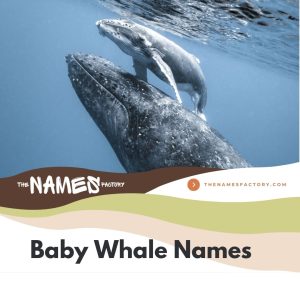 300+ Catchty & Cool Whale Names Ideas