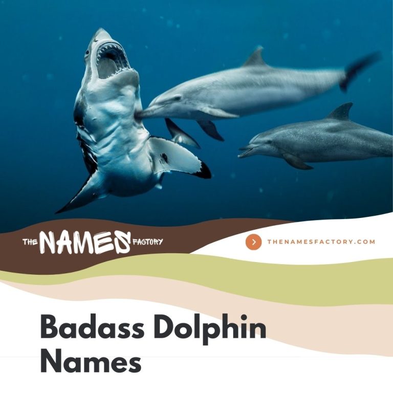 225+ Dolphin Names Ideas for Your Clever Aquatic Friend