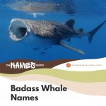 300+ Catchty & Cool Whale Names Ideas
