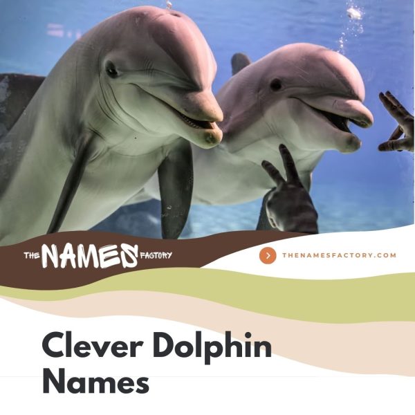 225+ Dolphin Names Ideas for Your Clever Aquatic Friend