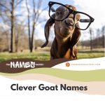 320+ Goat Names For Naming Your News Pet