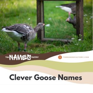 300+ Creative Goose Names Ideas for Your Furry Pet