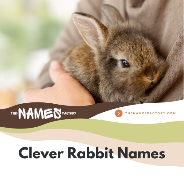 580+ Best Rabbit Names [Categories, Meanings & Colors]