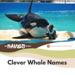300+ Catchty & Cool Whale Names Ideas