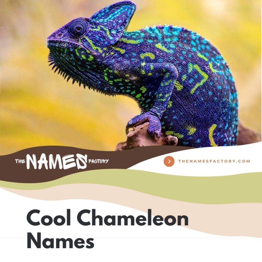 300+ Best Chameleon Names For Your Colorful Pet