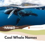300+ Catchty & Cool Whale Names Ideas