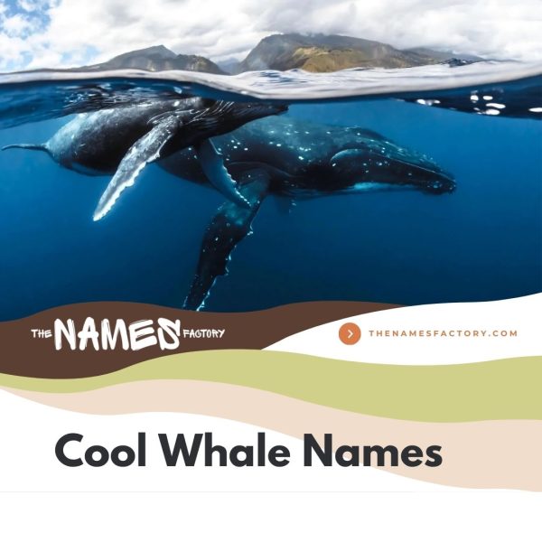 300+ Catchty & Cool Whale Names Ideas