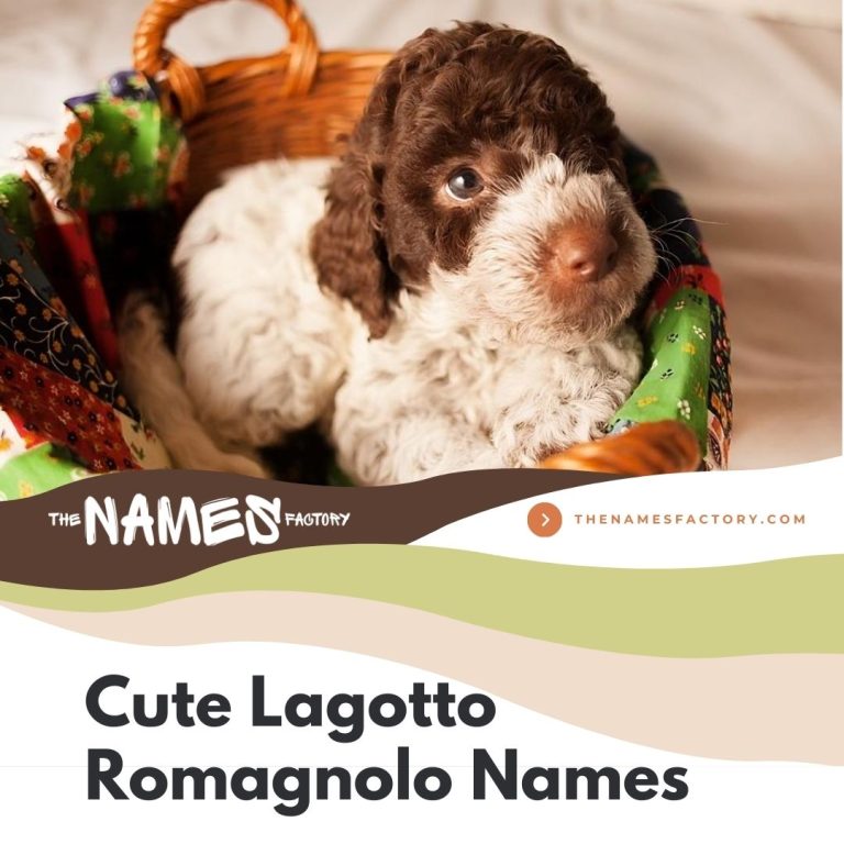 225+ Best Lagotto Romagnolo Names Ideas With Meaning
