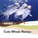 300+ Catchty & Cool Whale Names Ideas